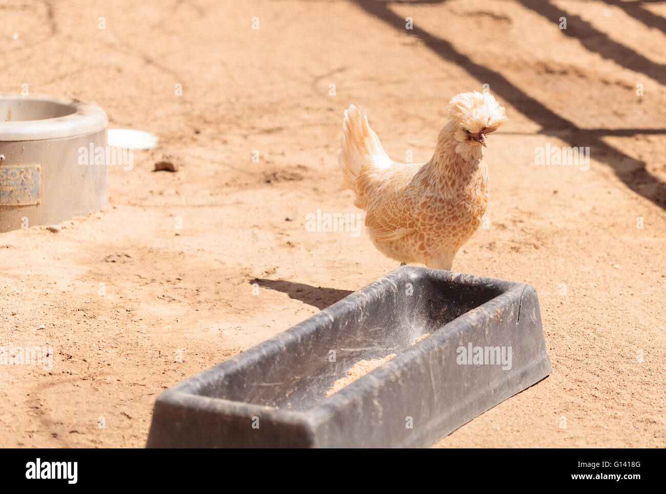 Black, buff, brown, and white chickens on a farm outside a chicken coop ...