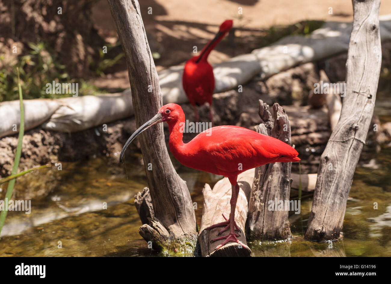 Scarlet ibis flying flight hi-res stock photography and images - Alamy