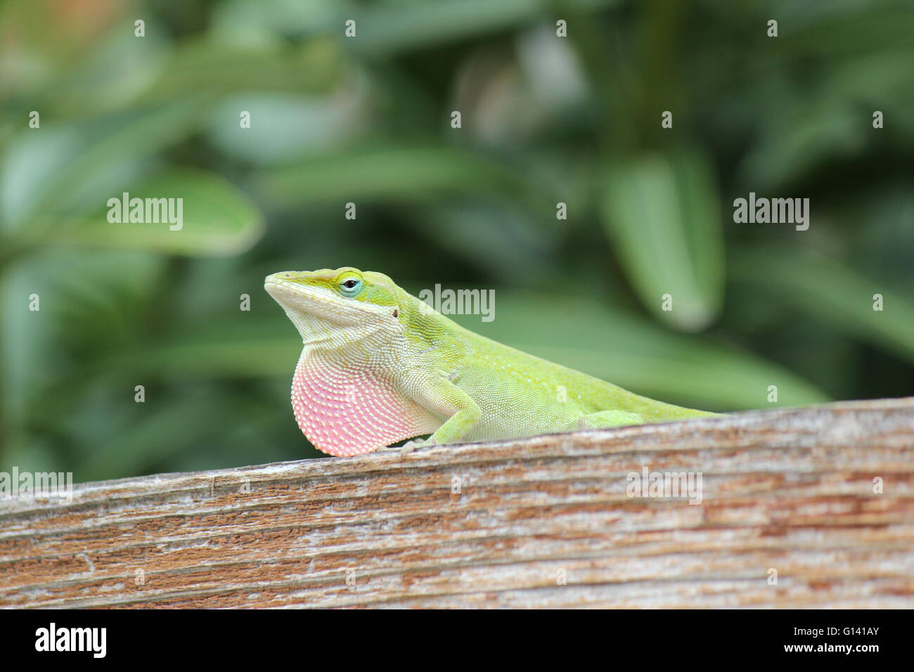 Green Anole lizard in Dallas Texas Stock Photo - Alamy