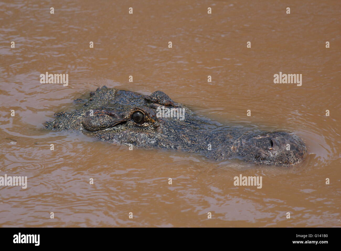 Alligator swimming hi-res stock photography and images - Alamy