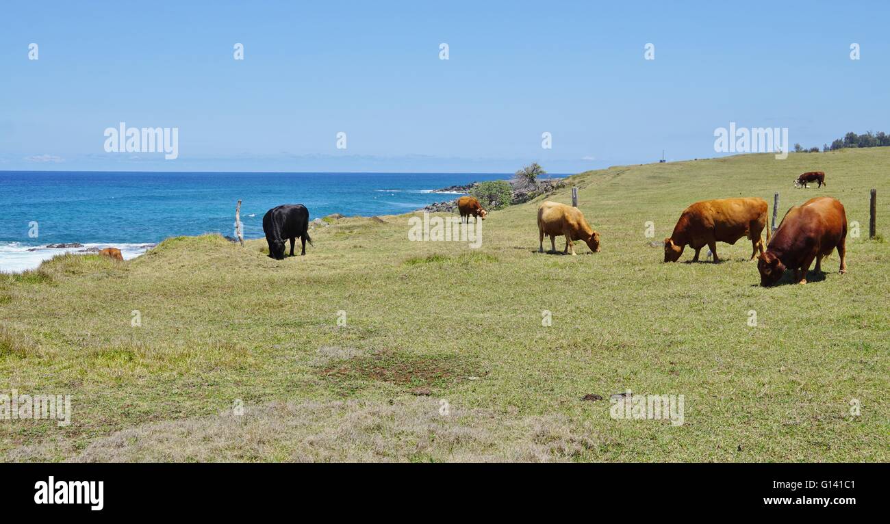 Happy cows hi-res stock photography and images - Alamy