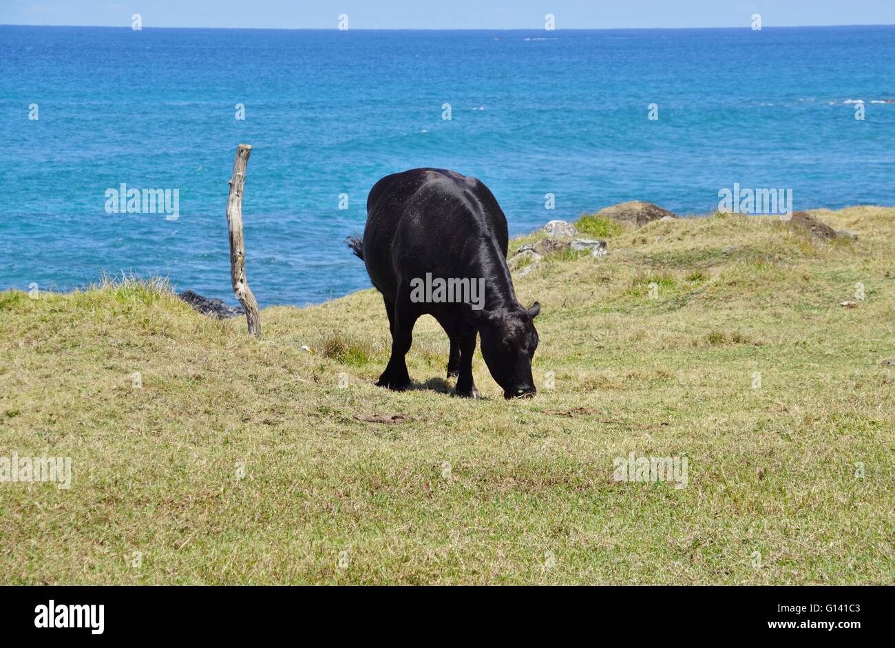 Happy cows hi-res stock photography and images - Alamy