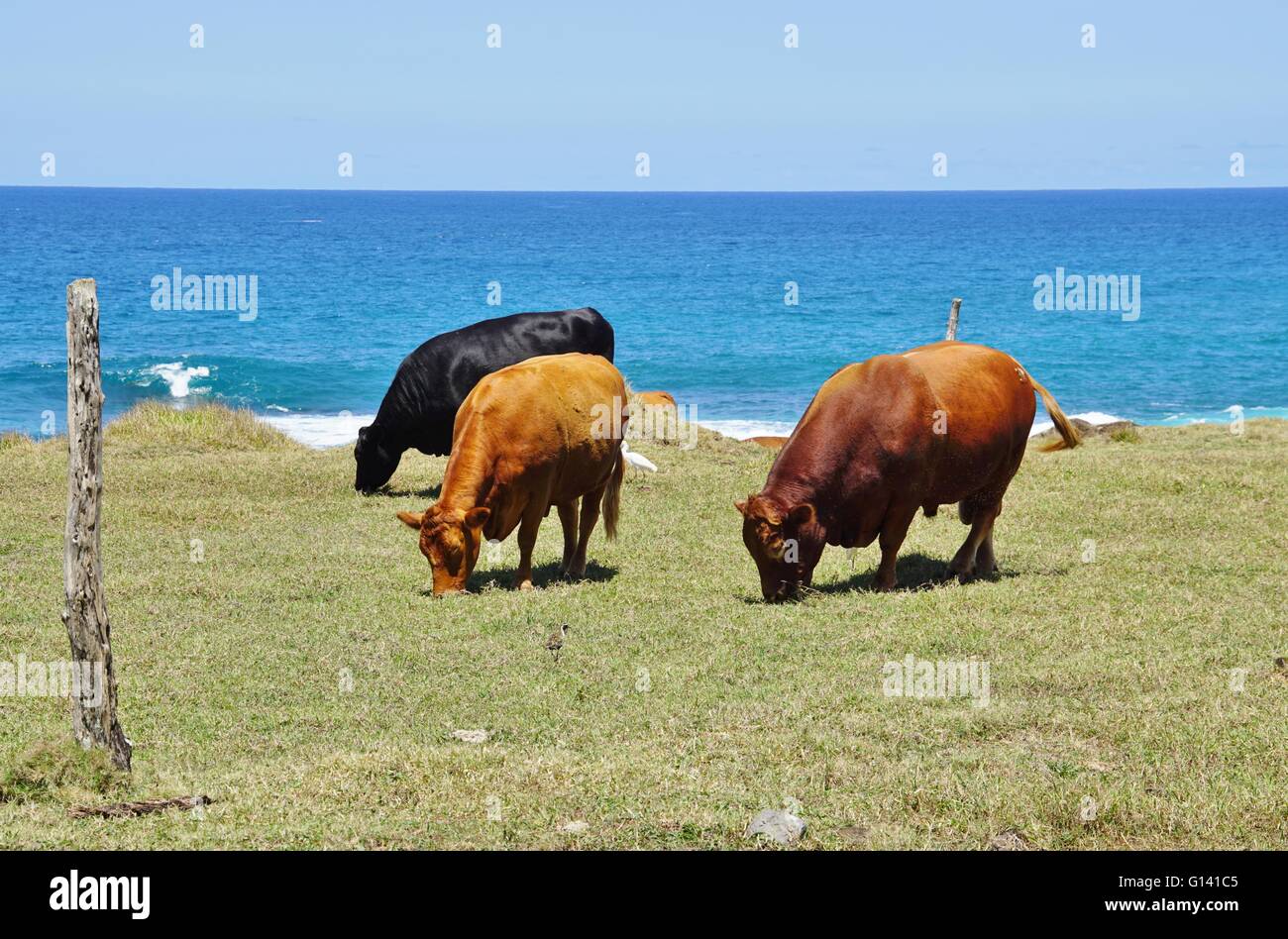Happy cows hi-res stock photography and images - Alamy