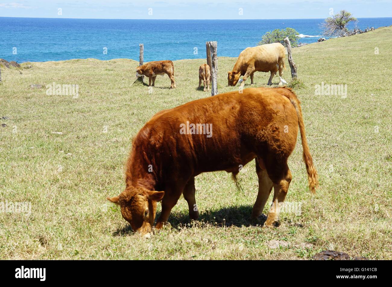 Happy cows hi-res stock photography and images - Alamy