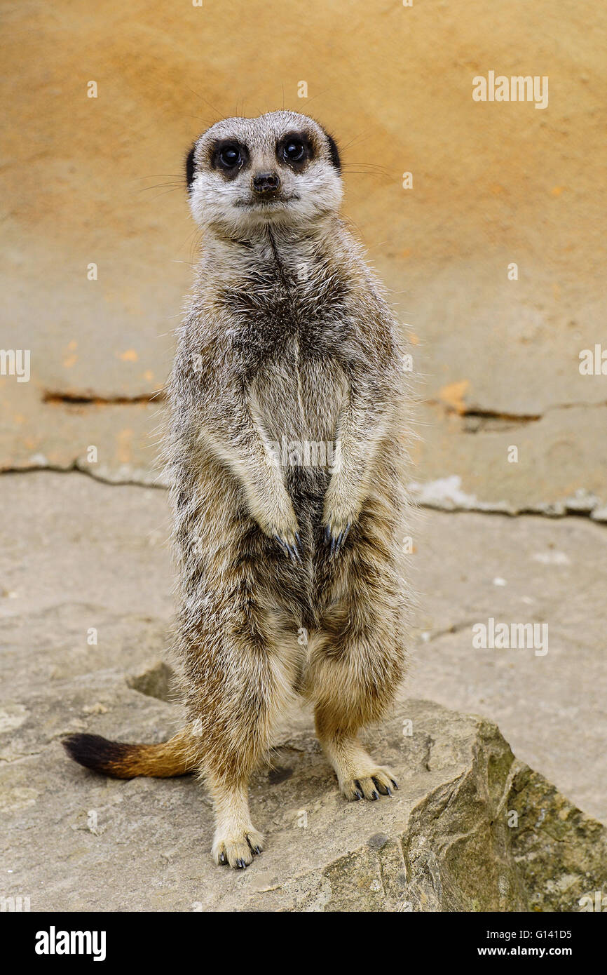 Cute meercat hi-res stock photography and images - Alamy
