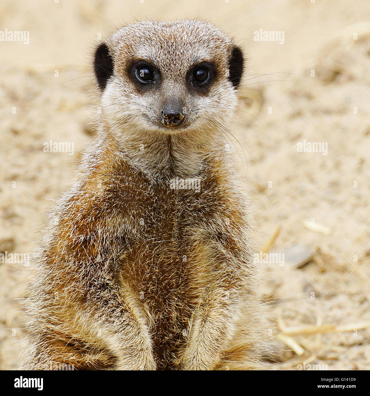 Meercat High Resolution Stock Photography and Images - Alamy