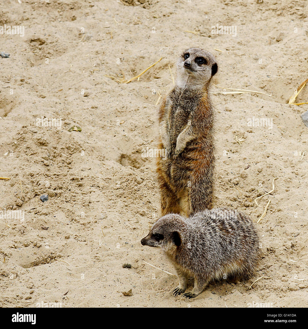 Meercat at Folly Farm, Tenby, S.Wales Stock Photo - Alamy