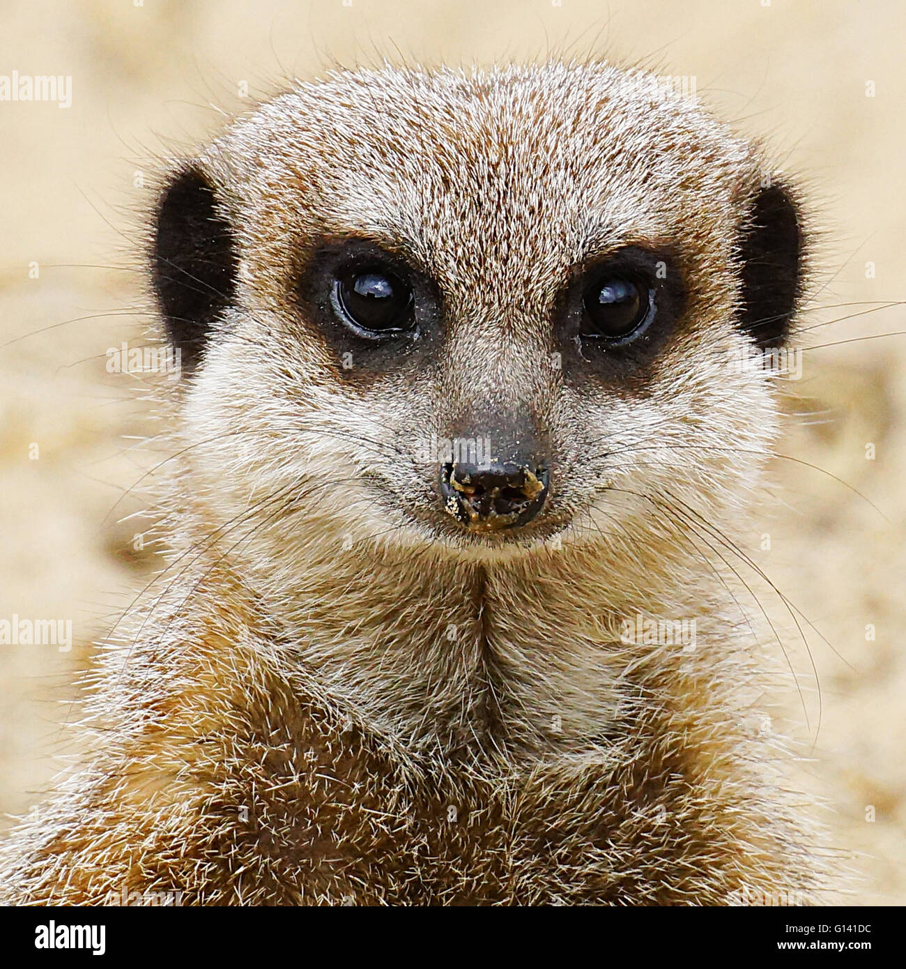 Meercat Figurines Art & Collectibles Sculpture etna.com.pe