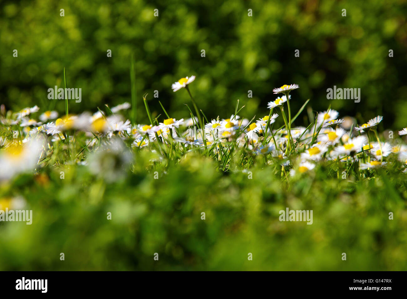 Bloomson hi-res stock photography and images - Alamy