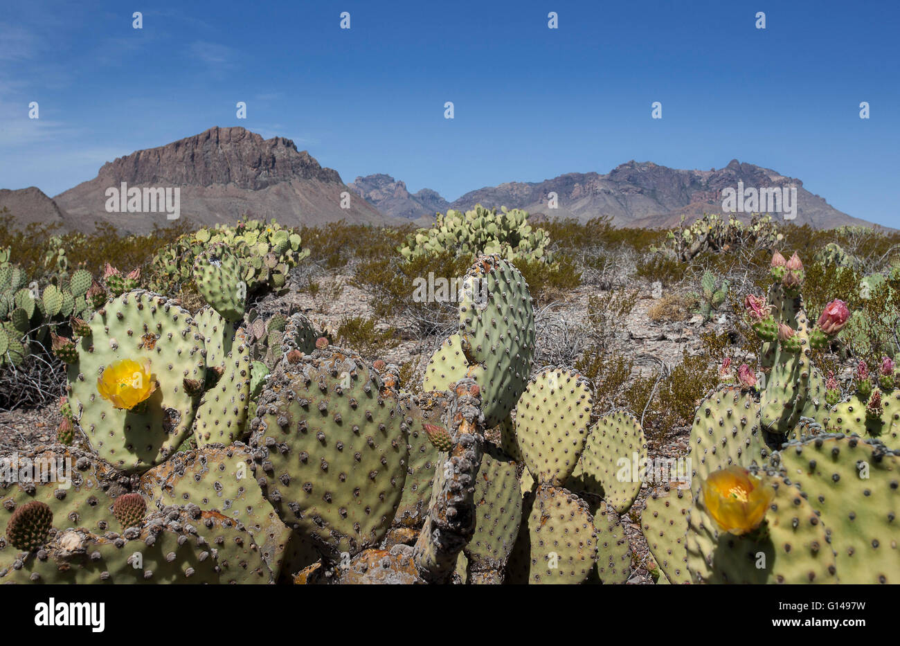 Terlingua, Texas, USA. 1st May, 2016. 5/1/2016. The South Rim and ...