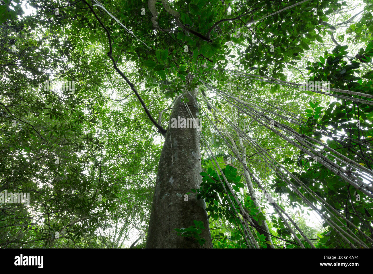 Treetops in tropical rain forest hi-res stock photography and images ...