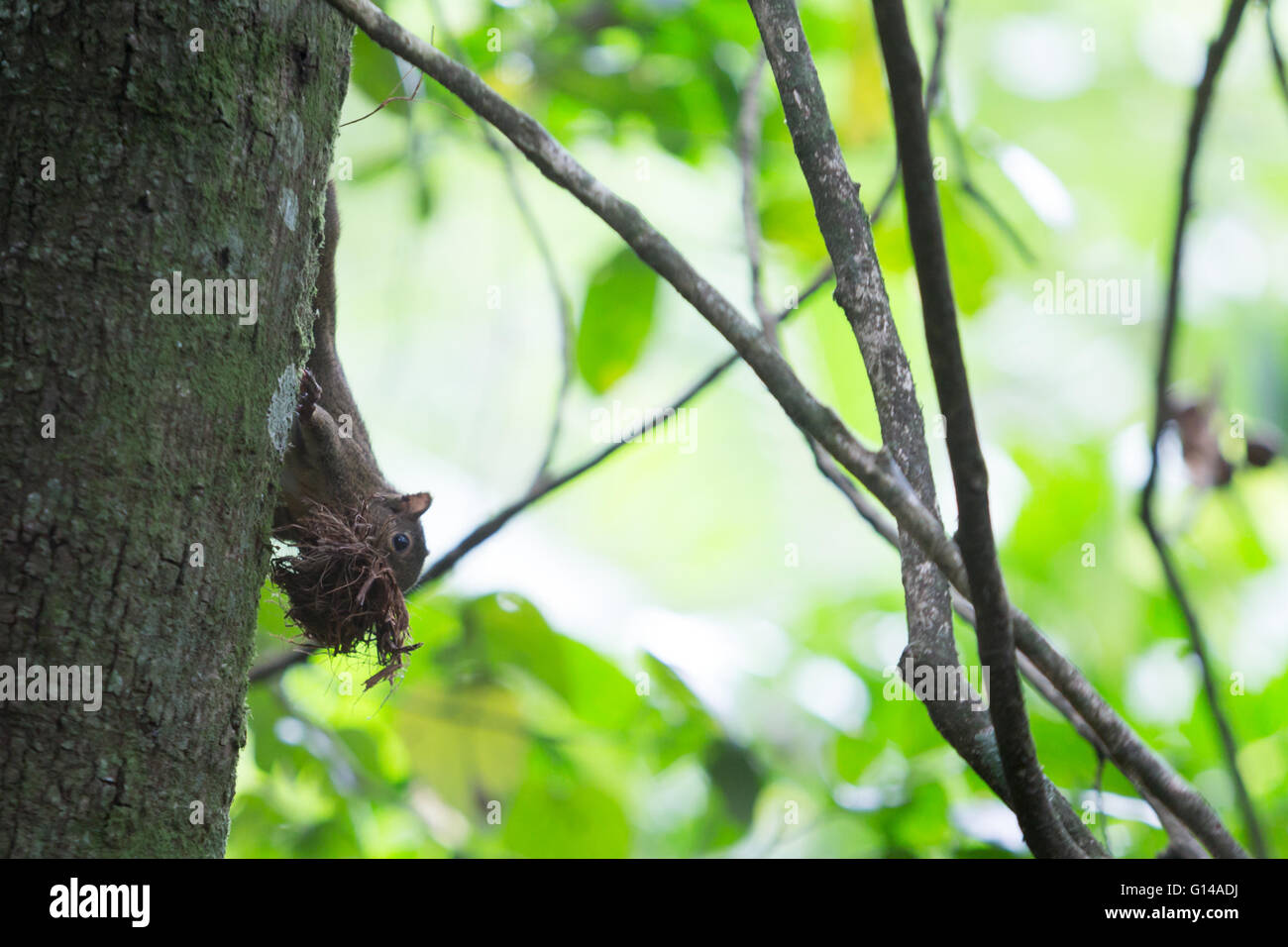 Sao Paulo, Brazil. 8th May, 2016. Caxinguele, Brazilian squirrel ...