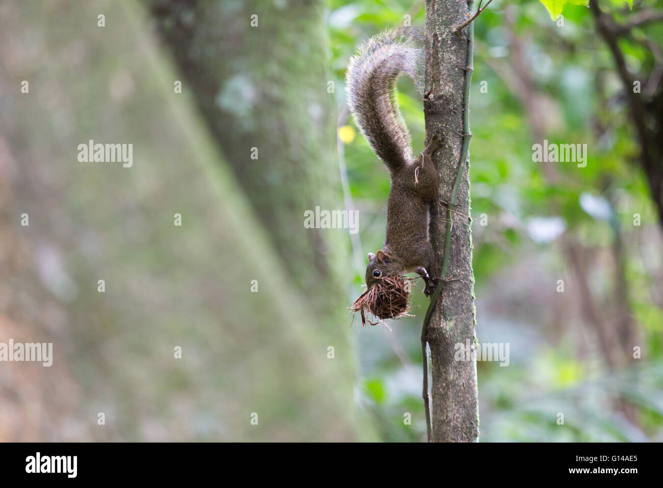 Sciurus Aestuans High Resolution Stock Photography and Images - Alamy