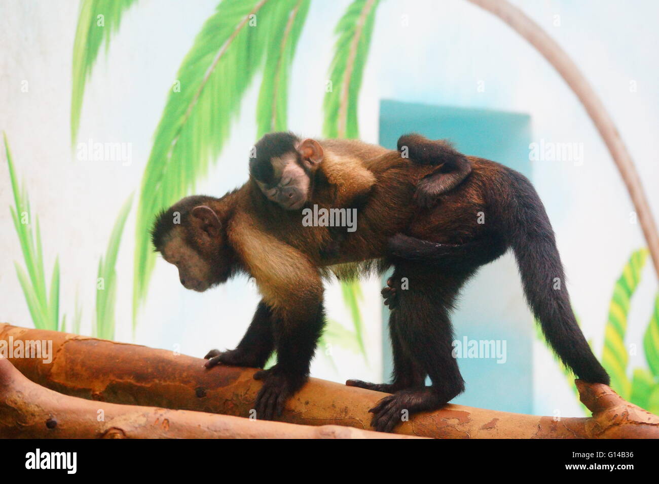 Wire mother monkey hi-res stock photography and images - Alamy