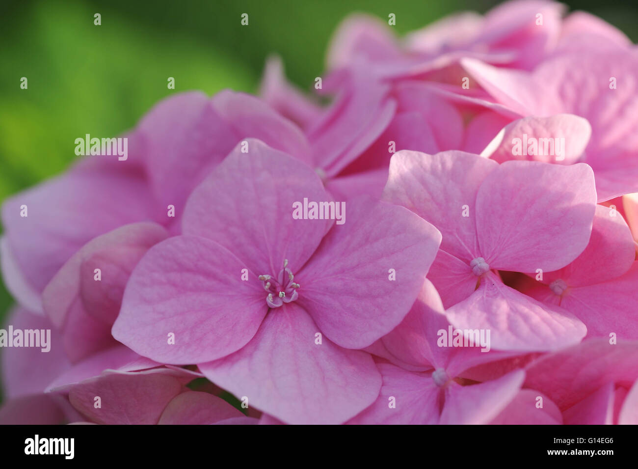Vintage soft pink flowers wallpaper hi-res stock photography and images ...