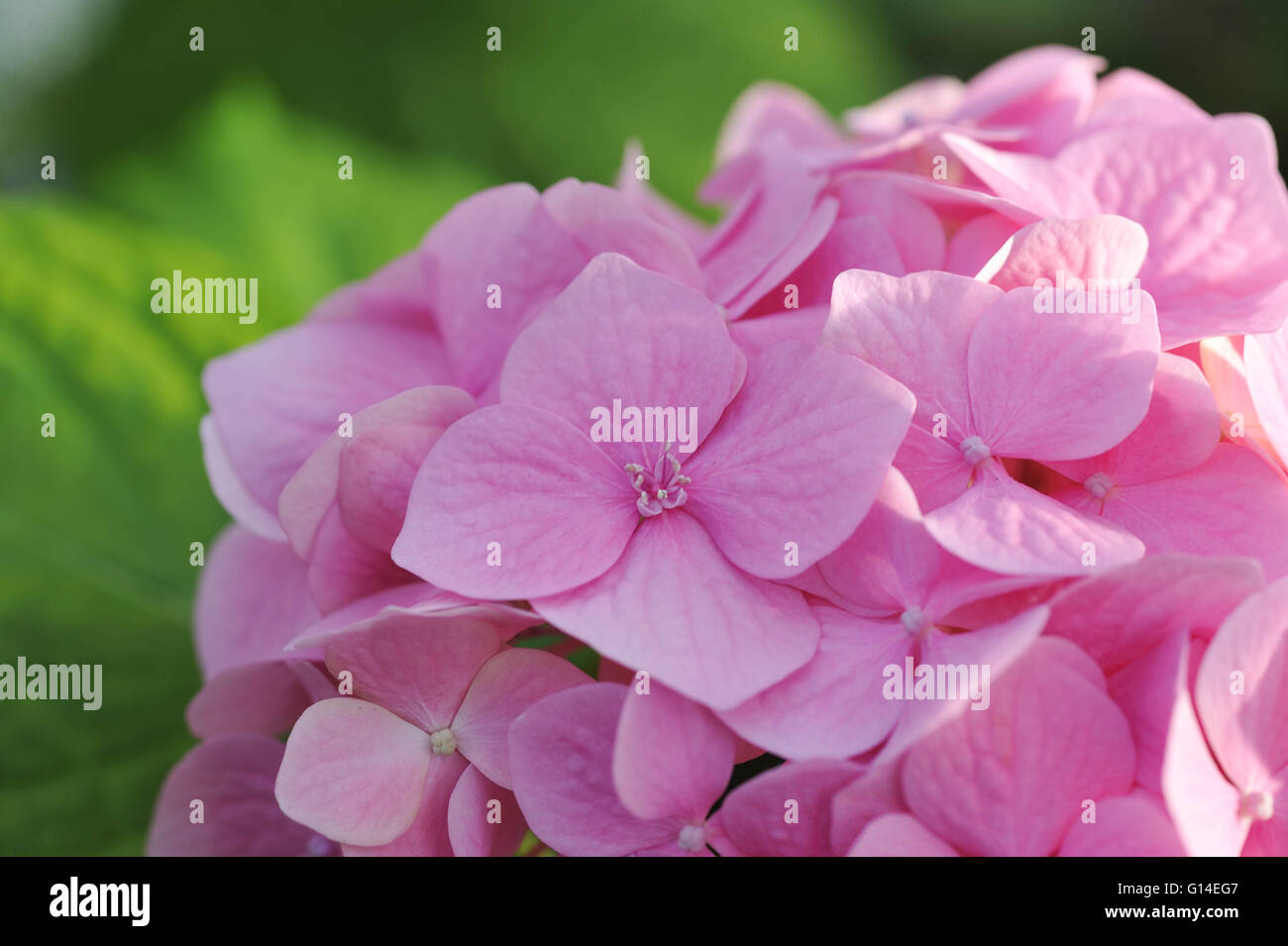 Vintage flowers close up wallpaper hi-res stock photography and images ...