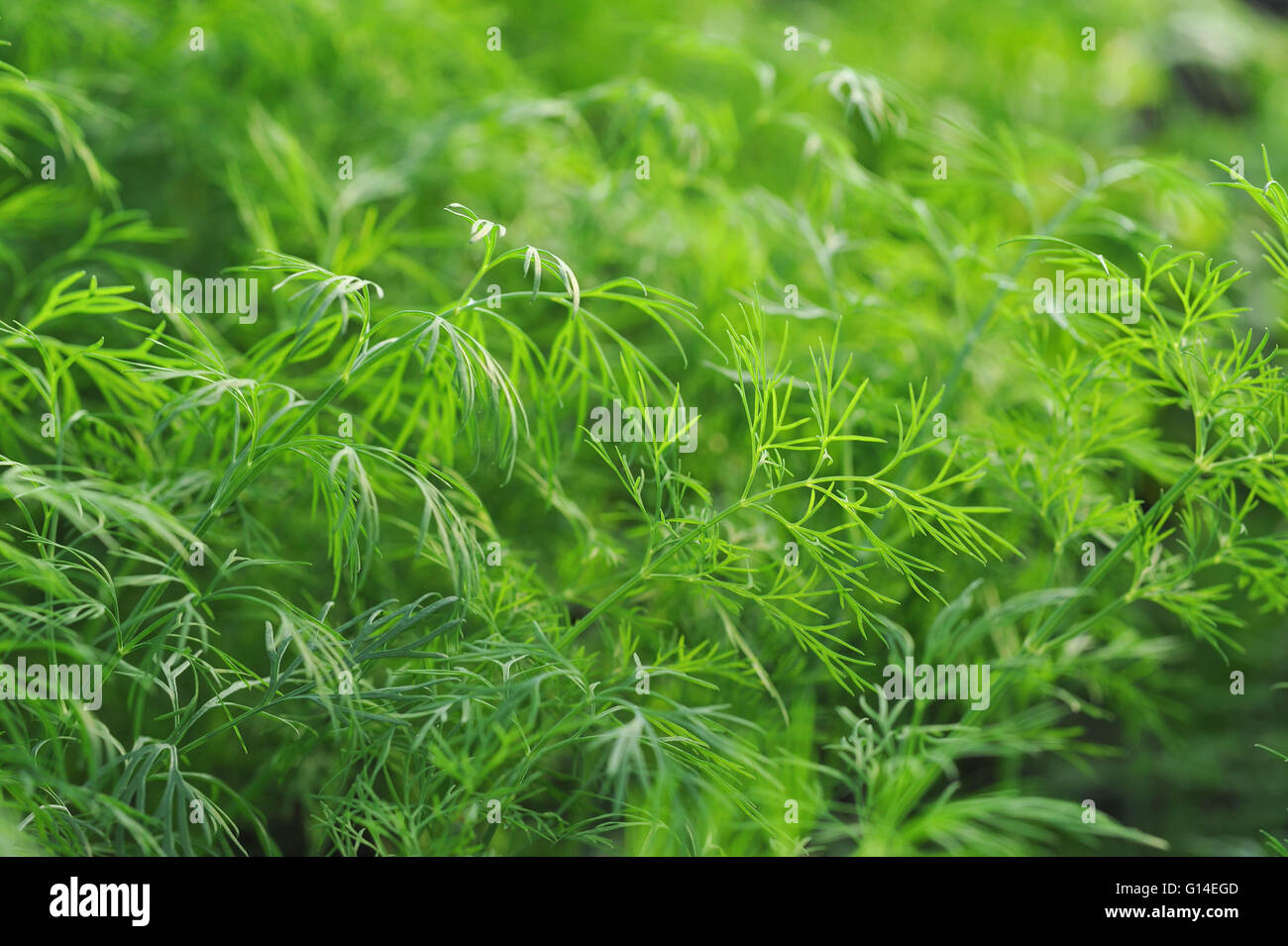 Fresh green grass of young carrots Stock Photo - Alamy