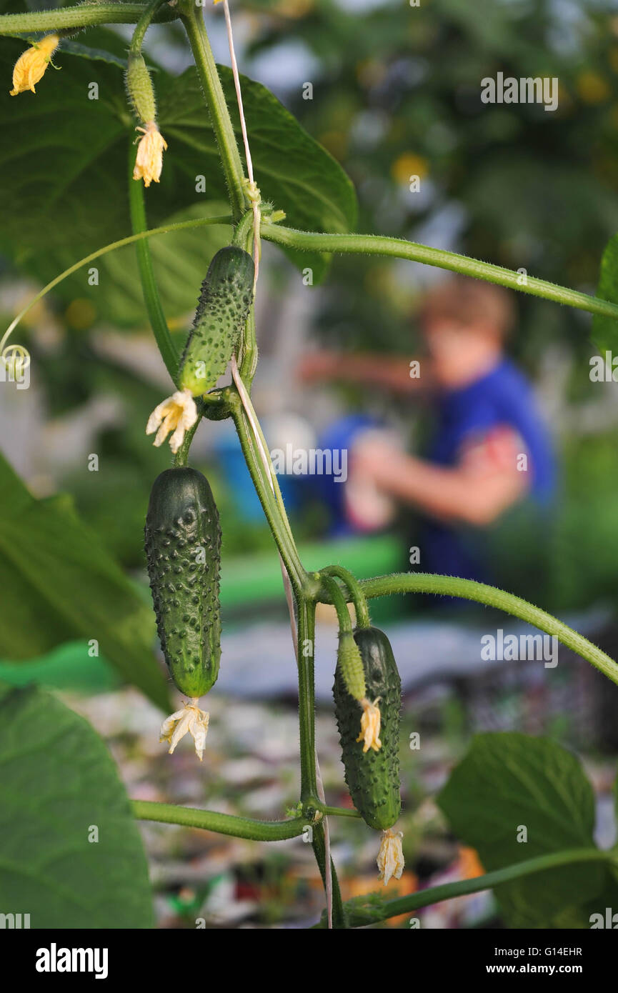 Fresh crop of cucumbers in the greenhouse and the silhouette of the ...