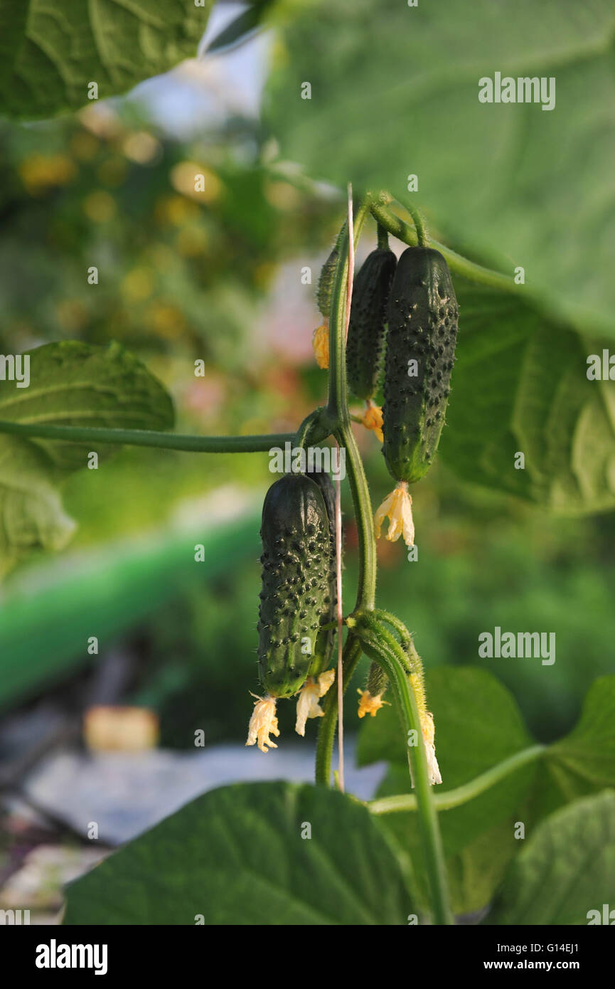 Fresh crop of cucumbers in the greenhouse Stock Photo - Alamy