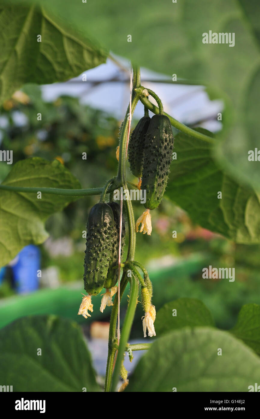 Crop of cucumbers hi-res stock photography and images - Alamy