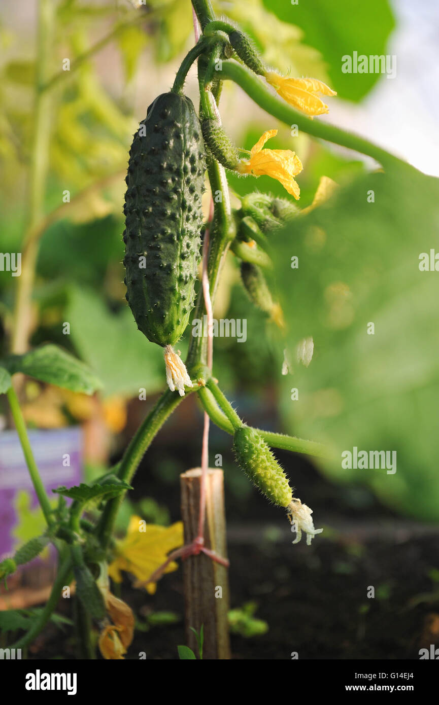 Fresh crop of cucumbers in the greenhouse Stock Photo - Alamy