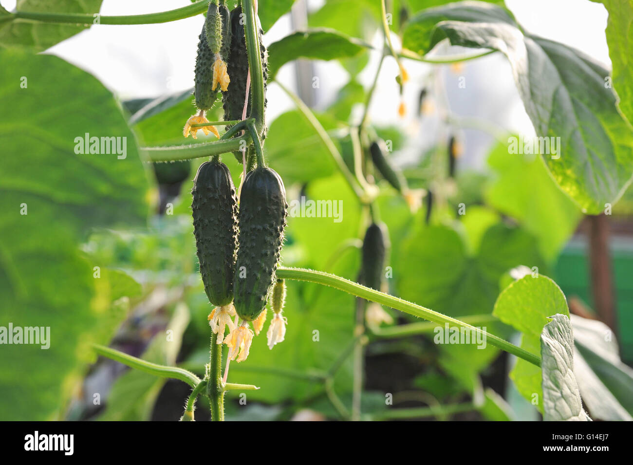 Fresh crop of cucumbers in the greenhouse Stock Photo - Alamy