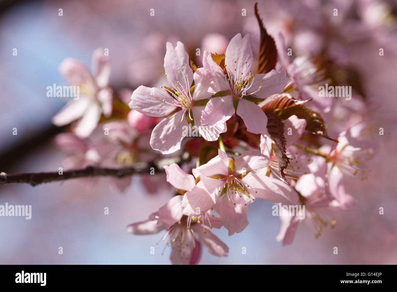 Attractive cherry tree hi-res stock photography and images - Alamy