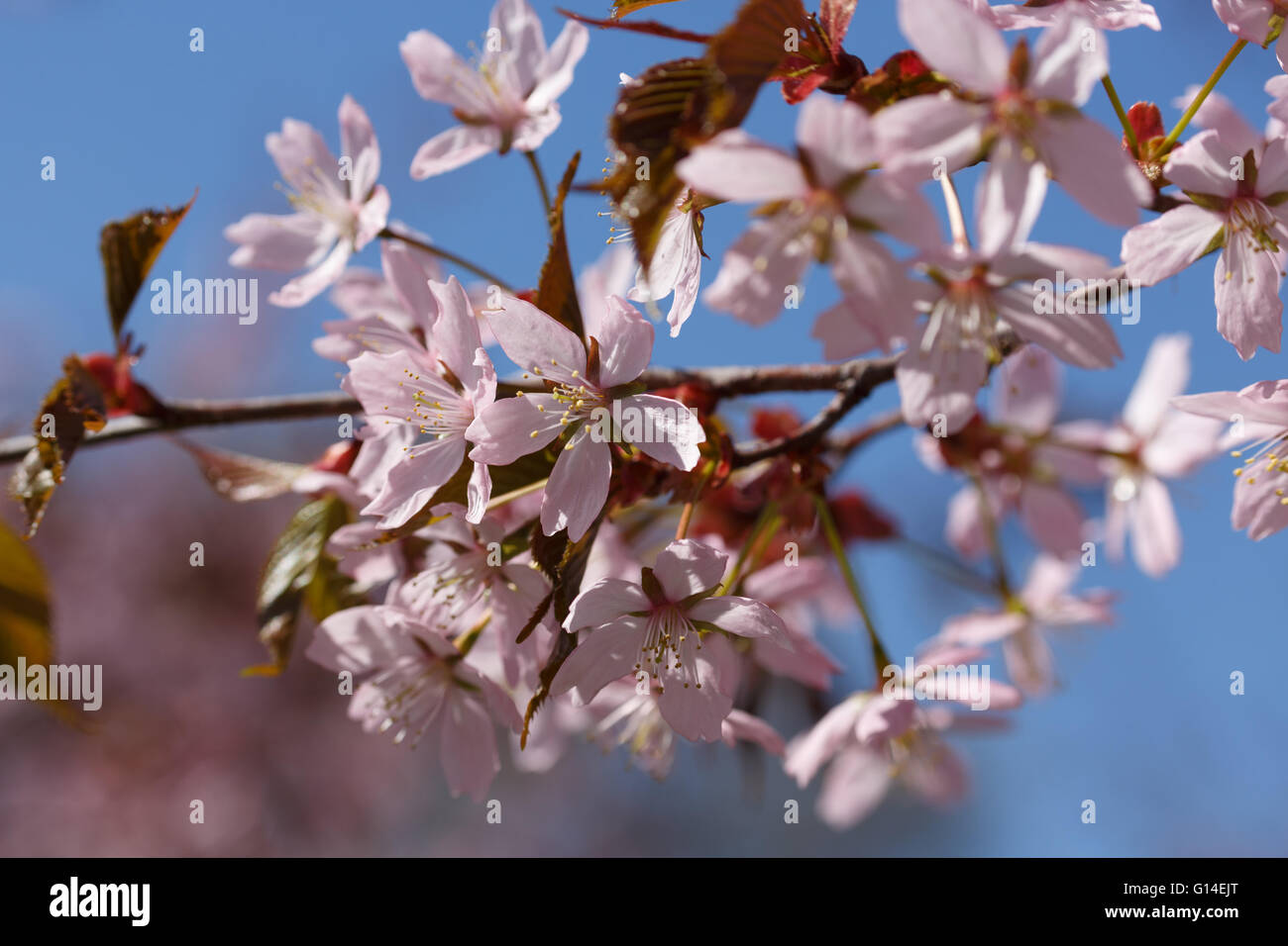 Cherry blossoms spring symbol hi-res stock photography and images - Alamy