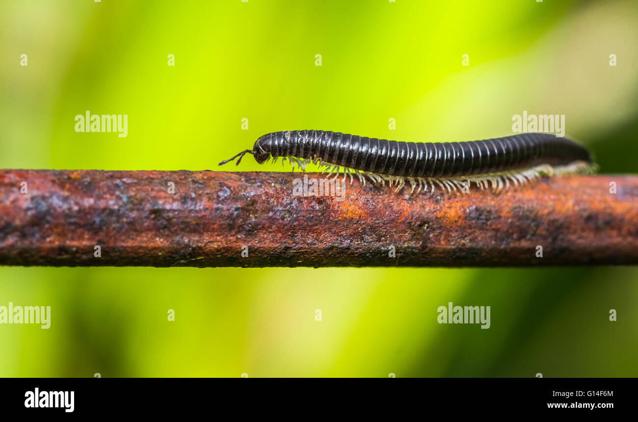 White-legged Snake Millipede (Tachypodoiulus niger) walking along a ...