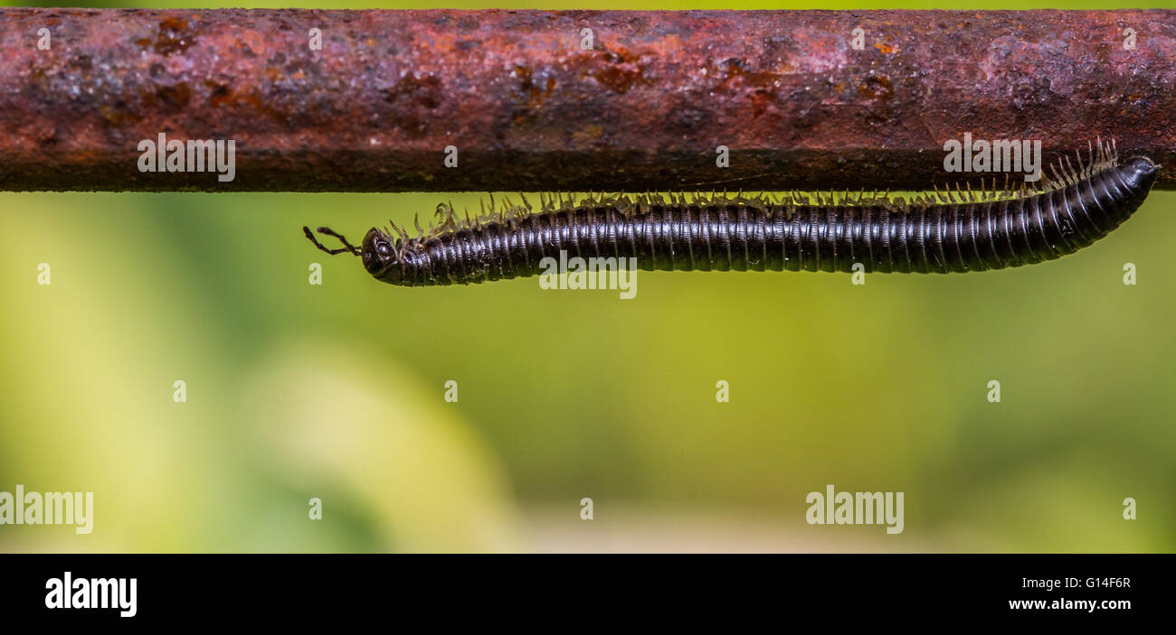 White-legged Snake Millipede (Tachypodoiulus niger) walking along a ...