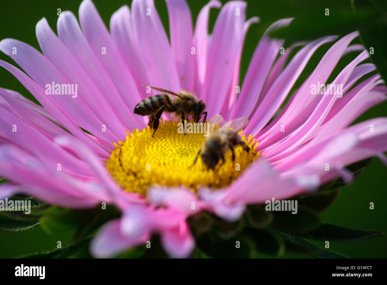 Violet berlin hi-res stock photography and images - Alamy