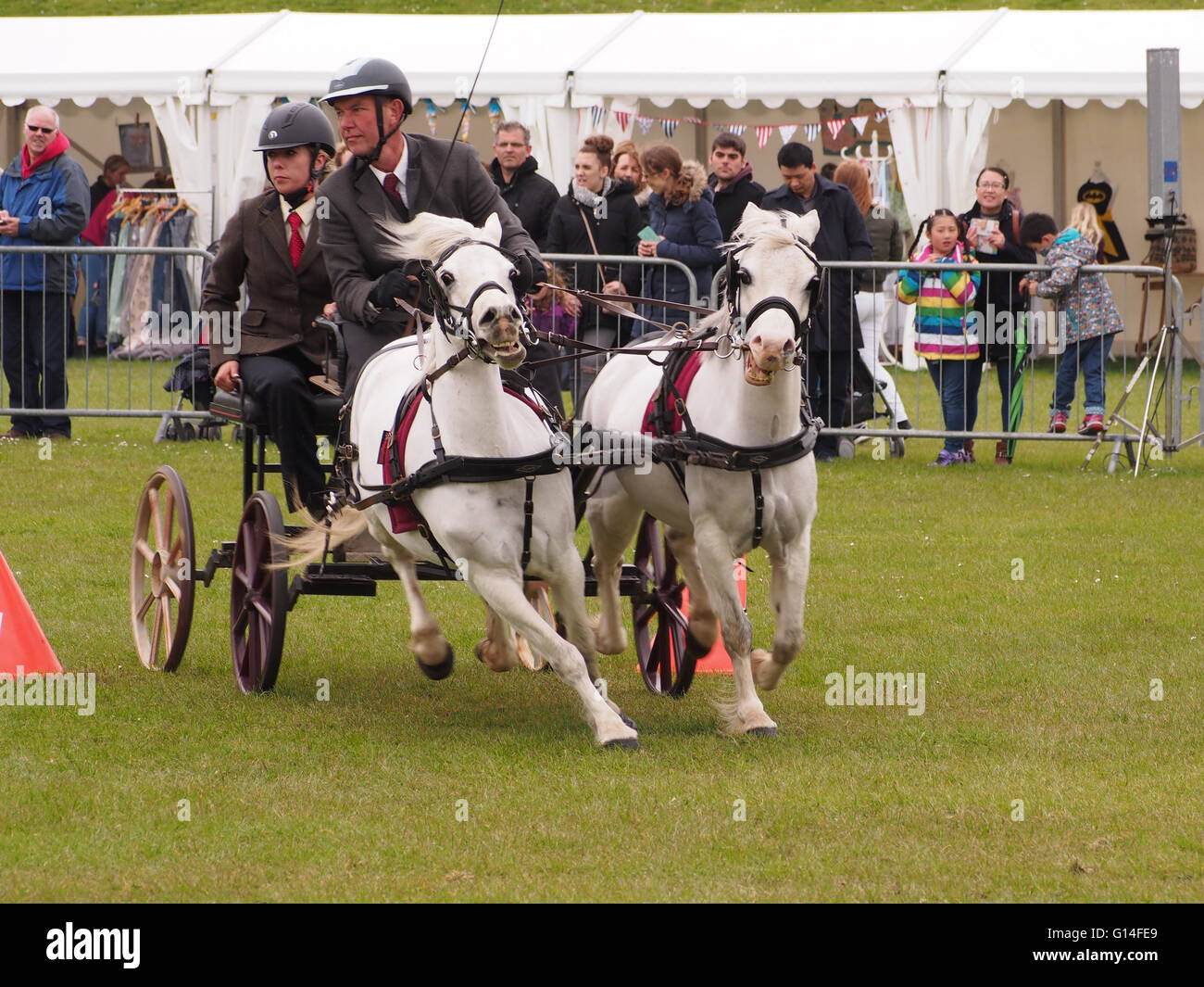 Double harness hi-res stock photography and images - Alamy