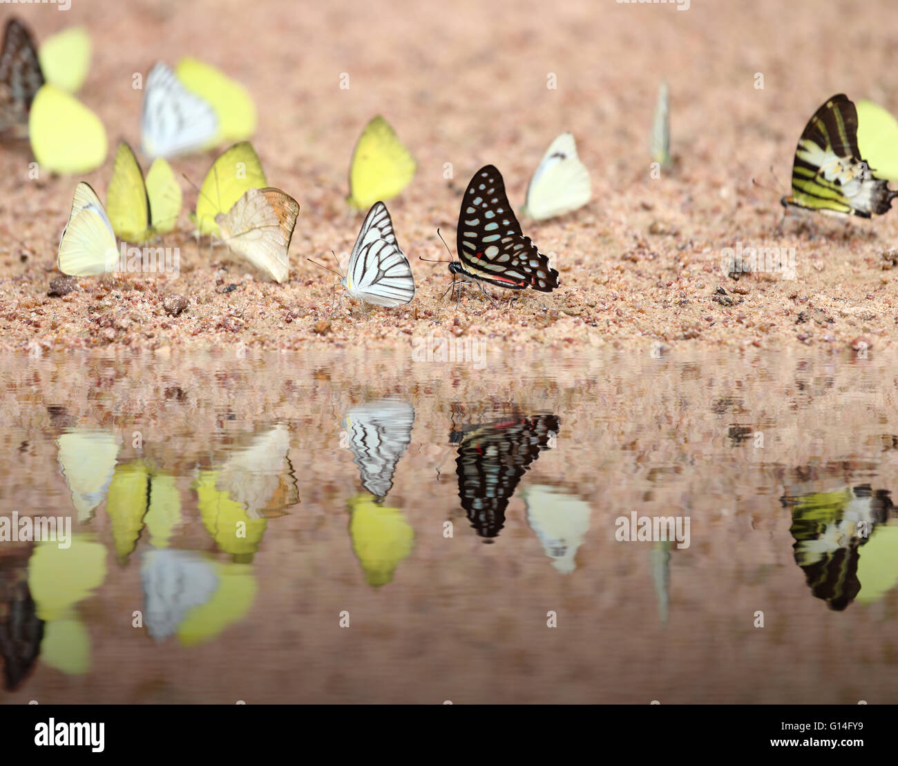 Common albatross butterfly hi-res stock photography and images - Alamy