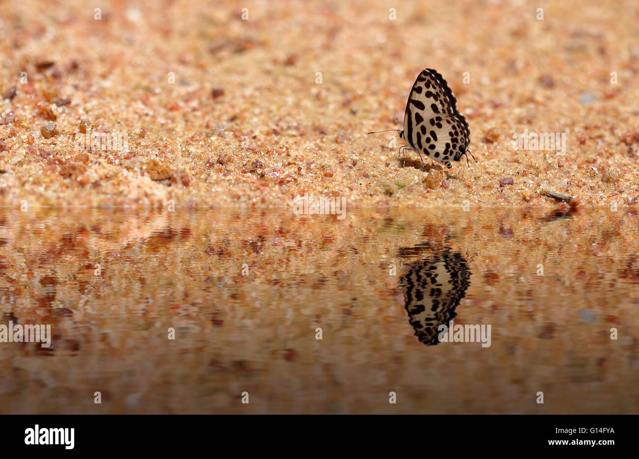 Butterfly reflection water hi-res stock photography and images - Alamy