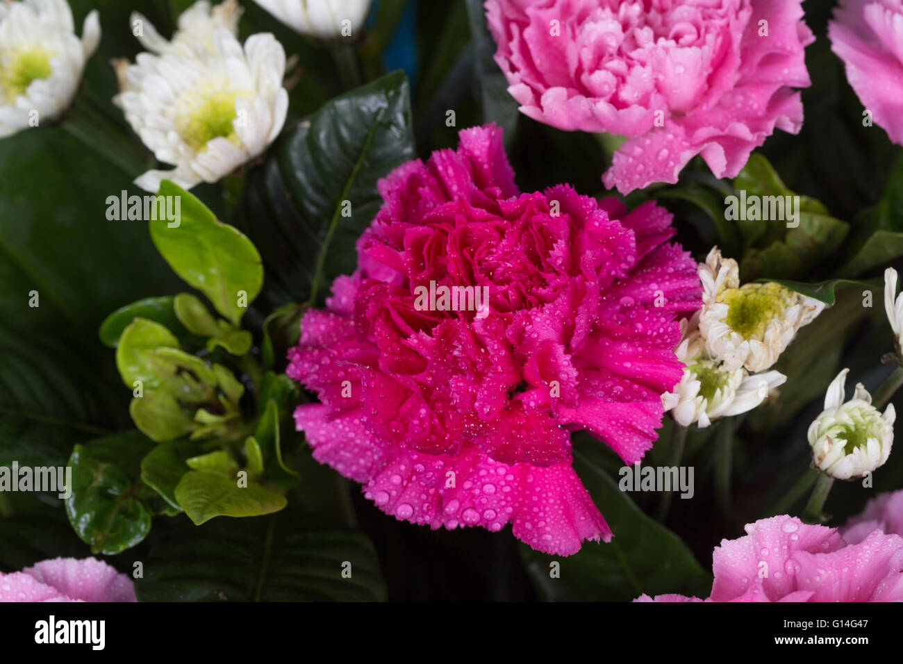 Carnations flower hi-res stock photography and images - Alamy
