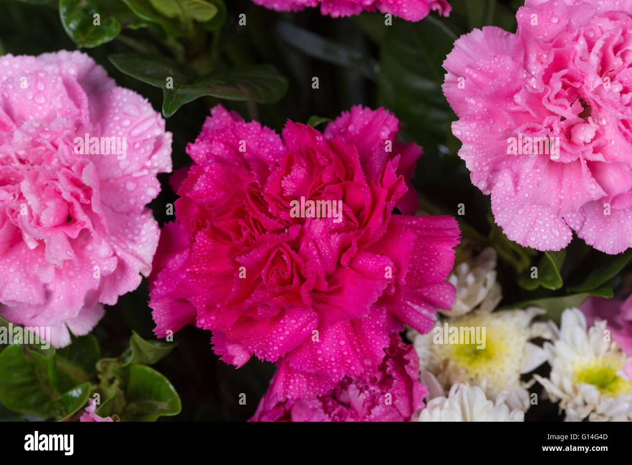 Pink carnations flower water hi-res stock photography and images - Alamy