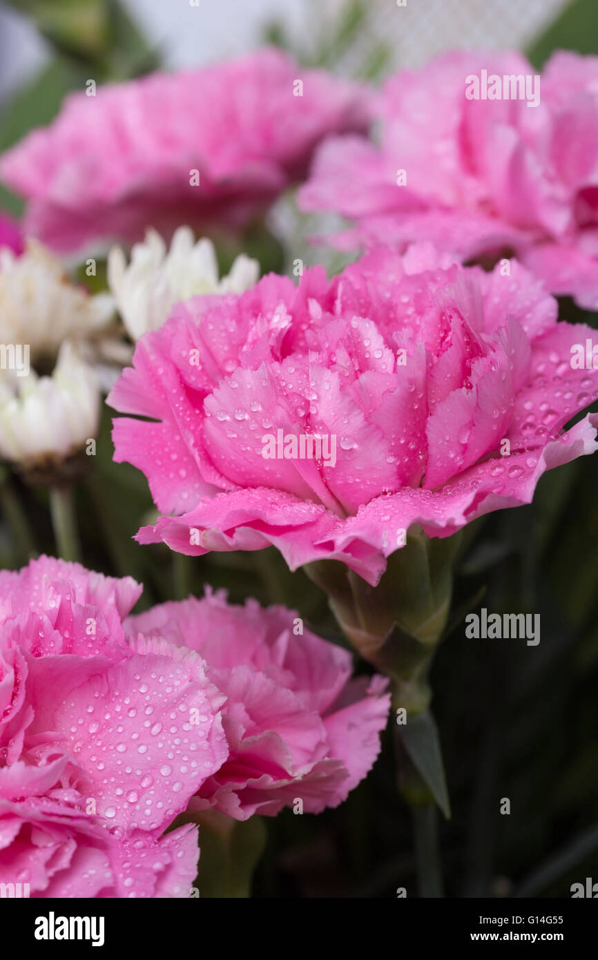 pink Carnations flower with water drop Stock Photo - Alamy