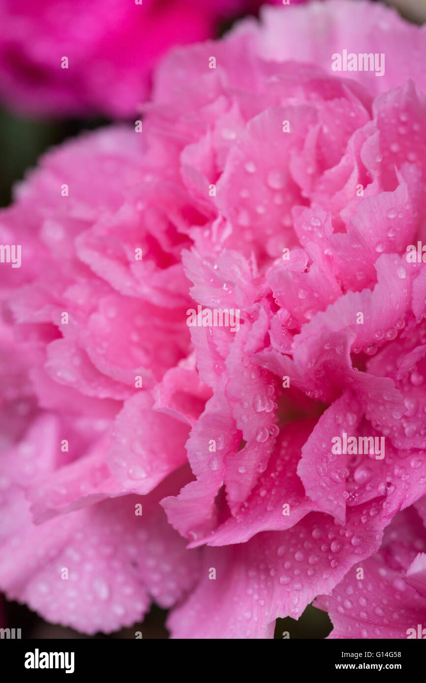 Wet carnation flower carnation flower hi-res stock photography and ...