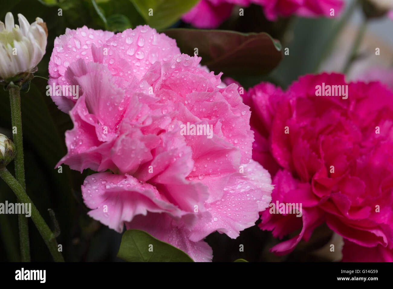 pink Carnations flower with water drop Stock Photo - Alamy