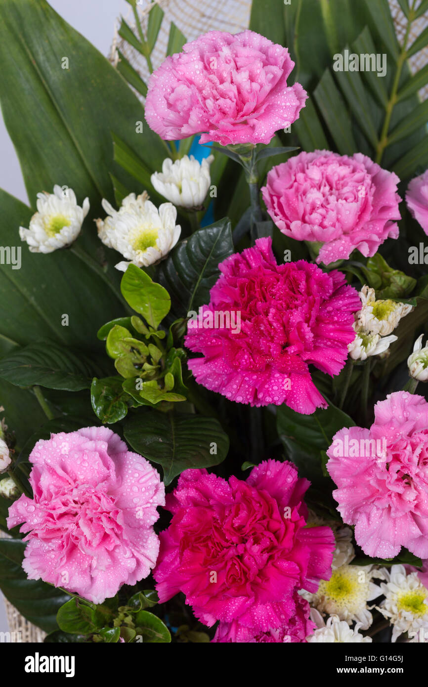 Pink carnations flower water hi-res stock photography and images - Alamy