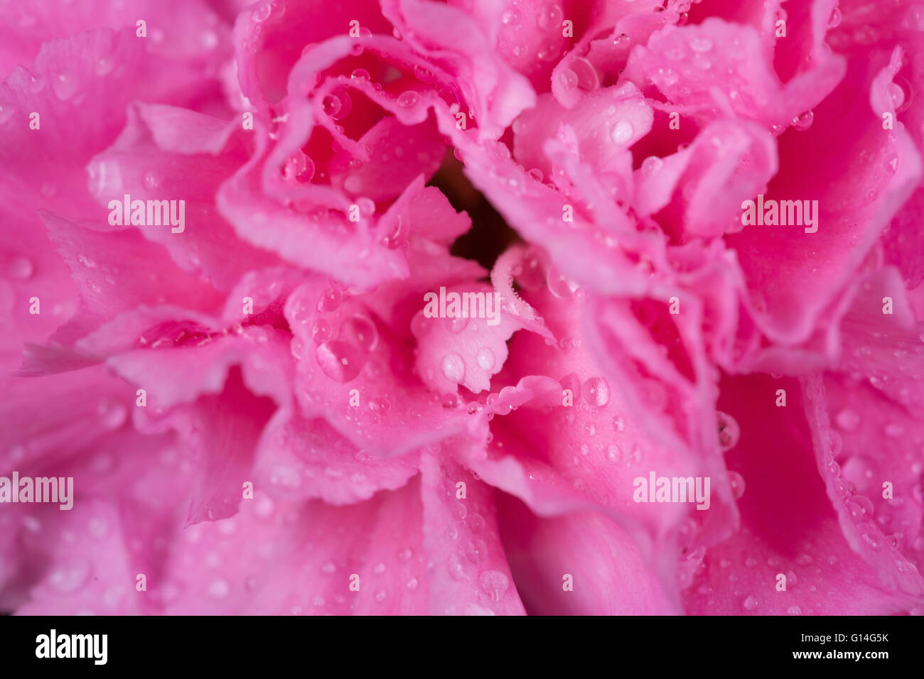 close up of pink Carnations flower with water drop Stock Photo - Alamy