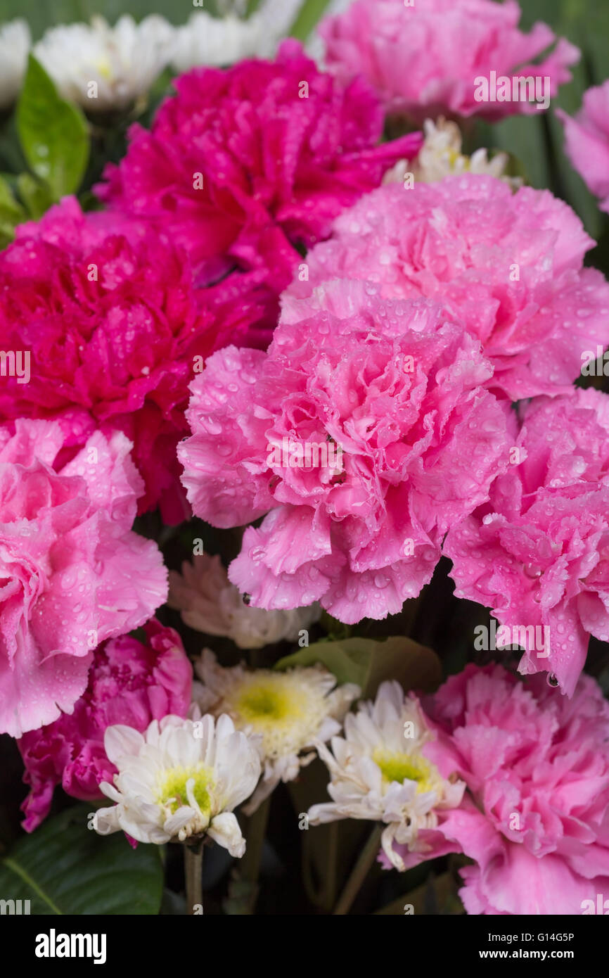 pink Carnations flower with water drop Stock Photo - Alamy