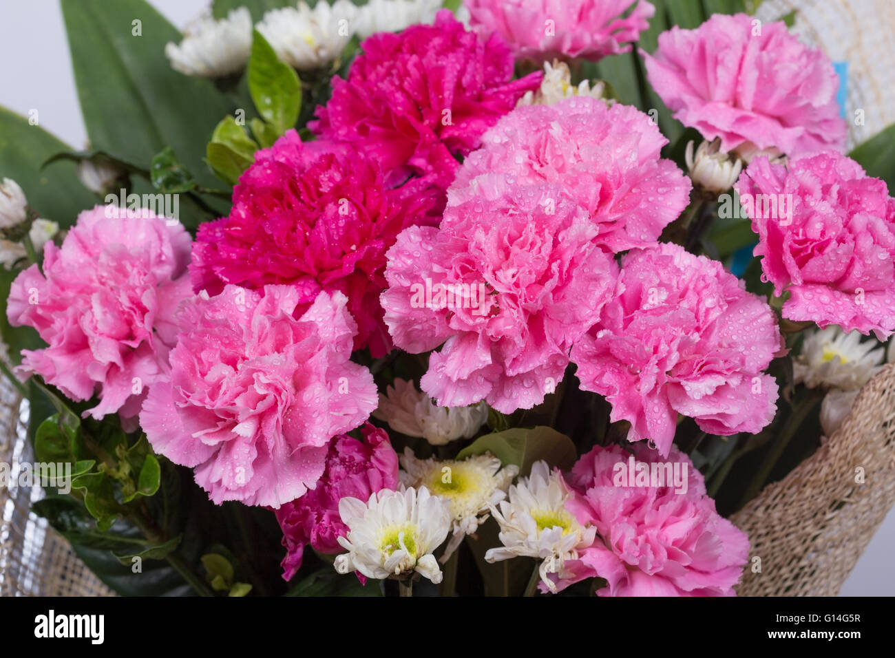 pink Carnations flower with water drop Stock Photo - Alamy
