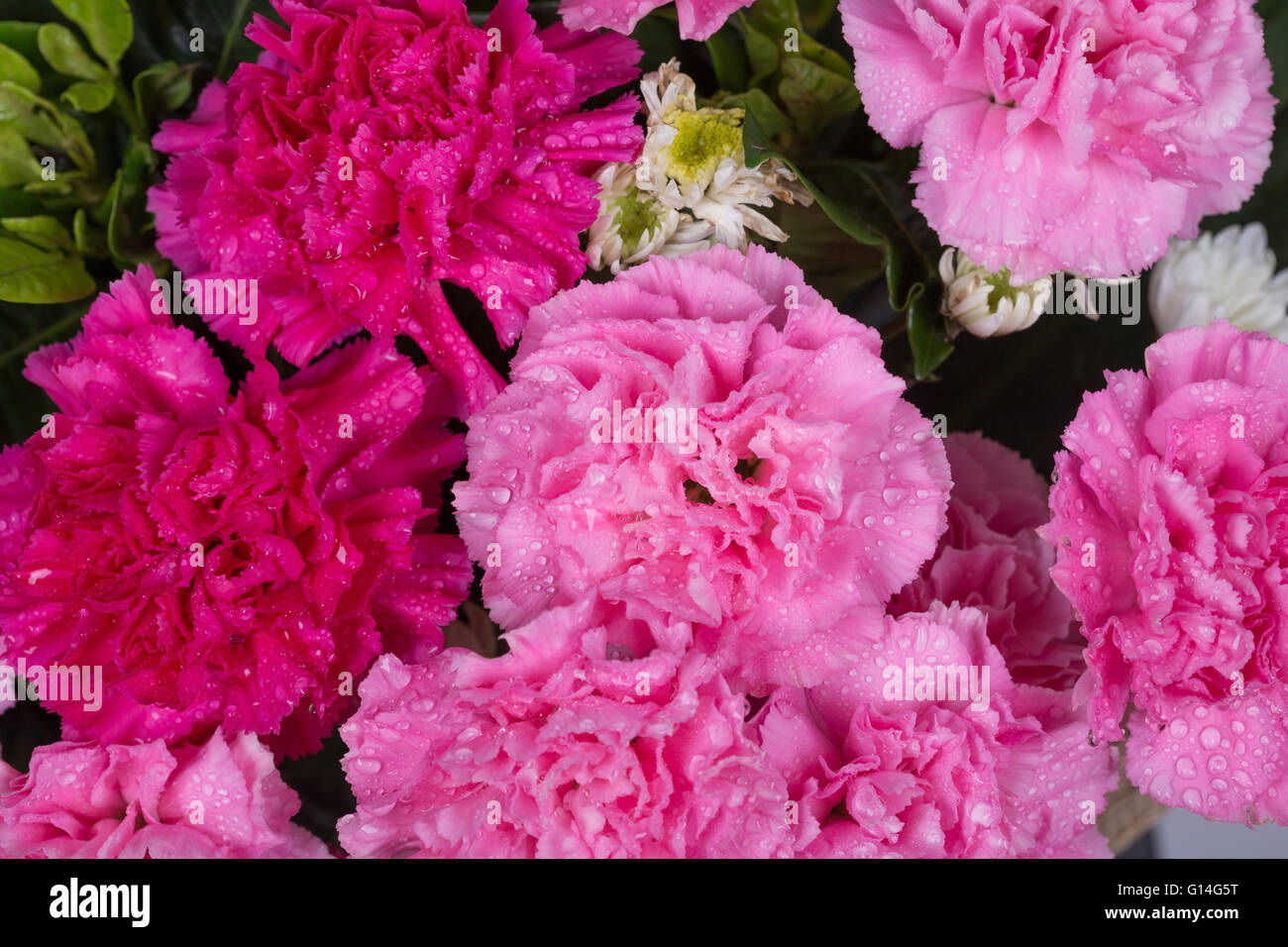 Carnations flower hi-res stock photography and images - Alamy