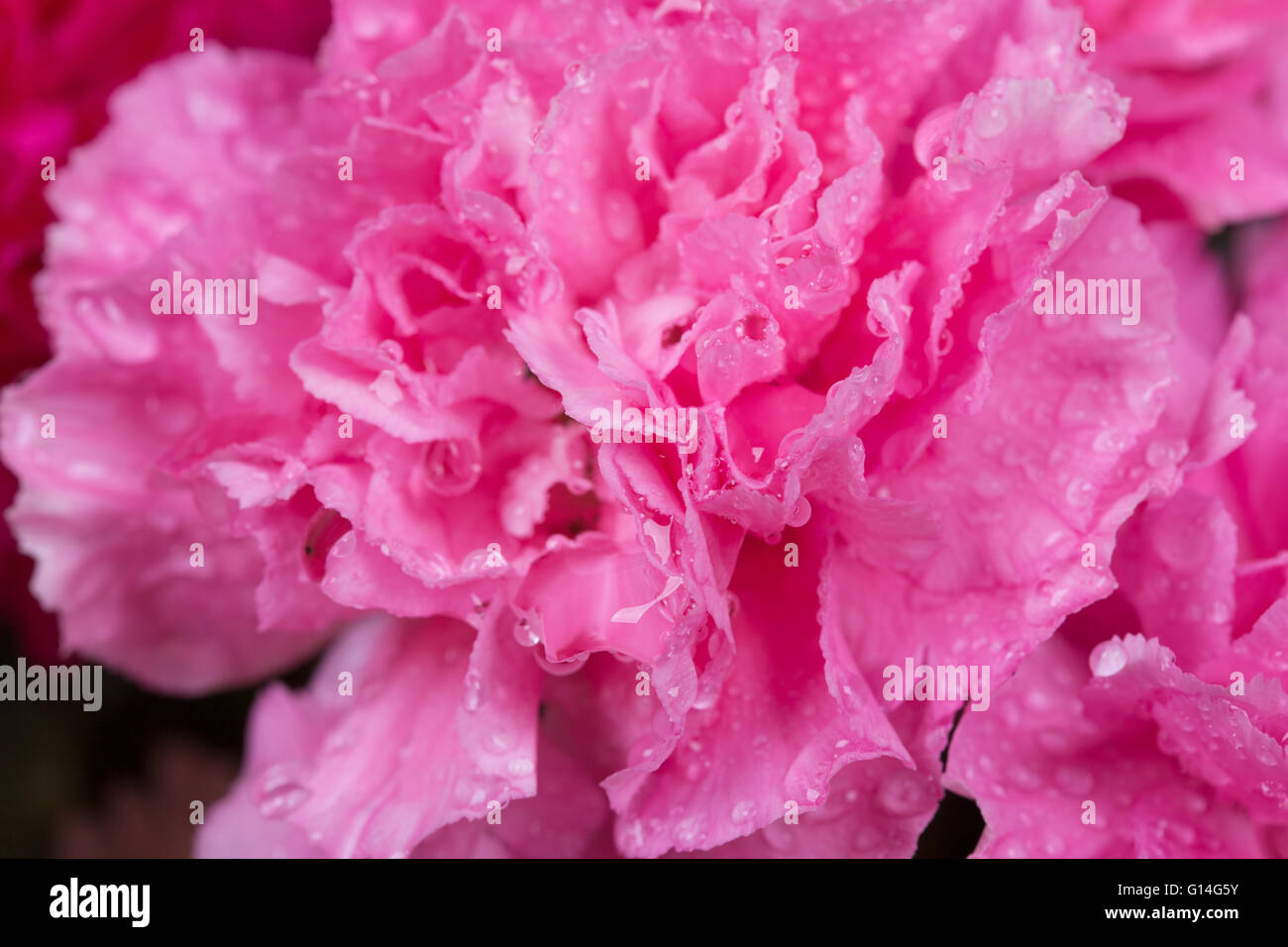 Wet carnation flower carnation flower hi-res stock photography and ...
