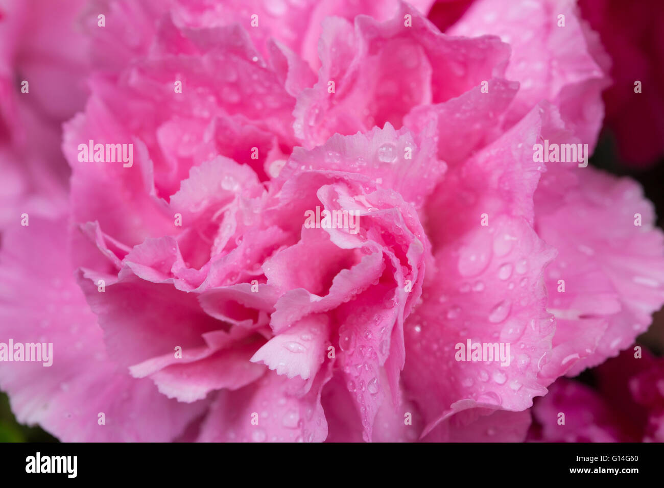 Wet carnation flower carnation flower hi-res stock photography and ...