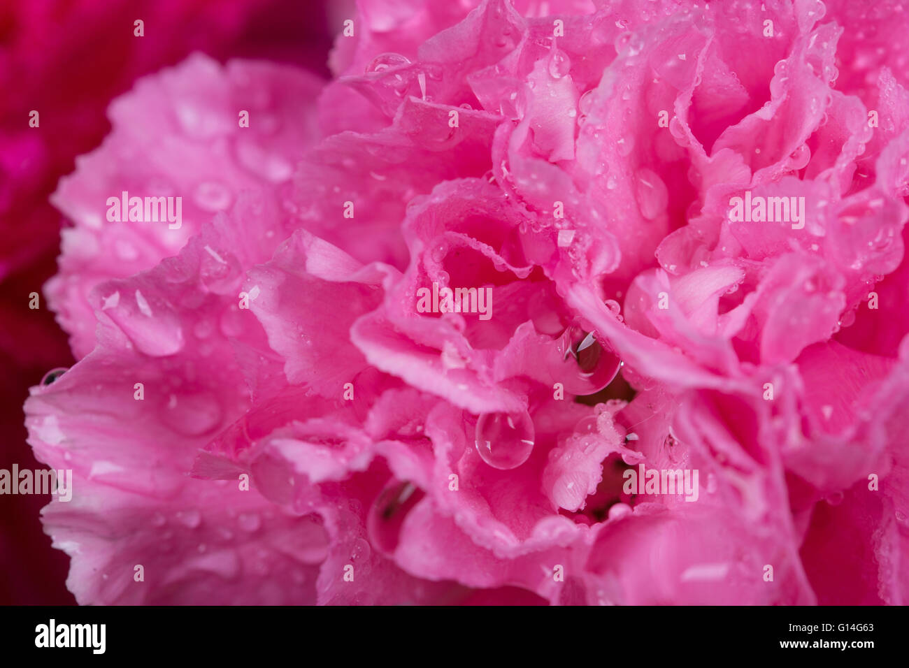 Wet carnation flower carnation flower hi-res stock photography and ...