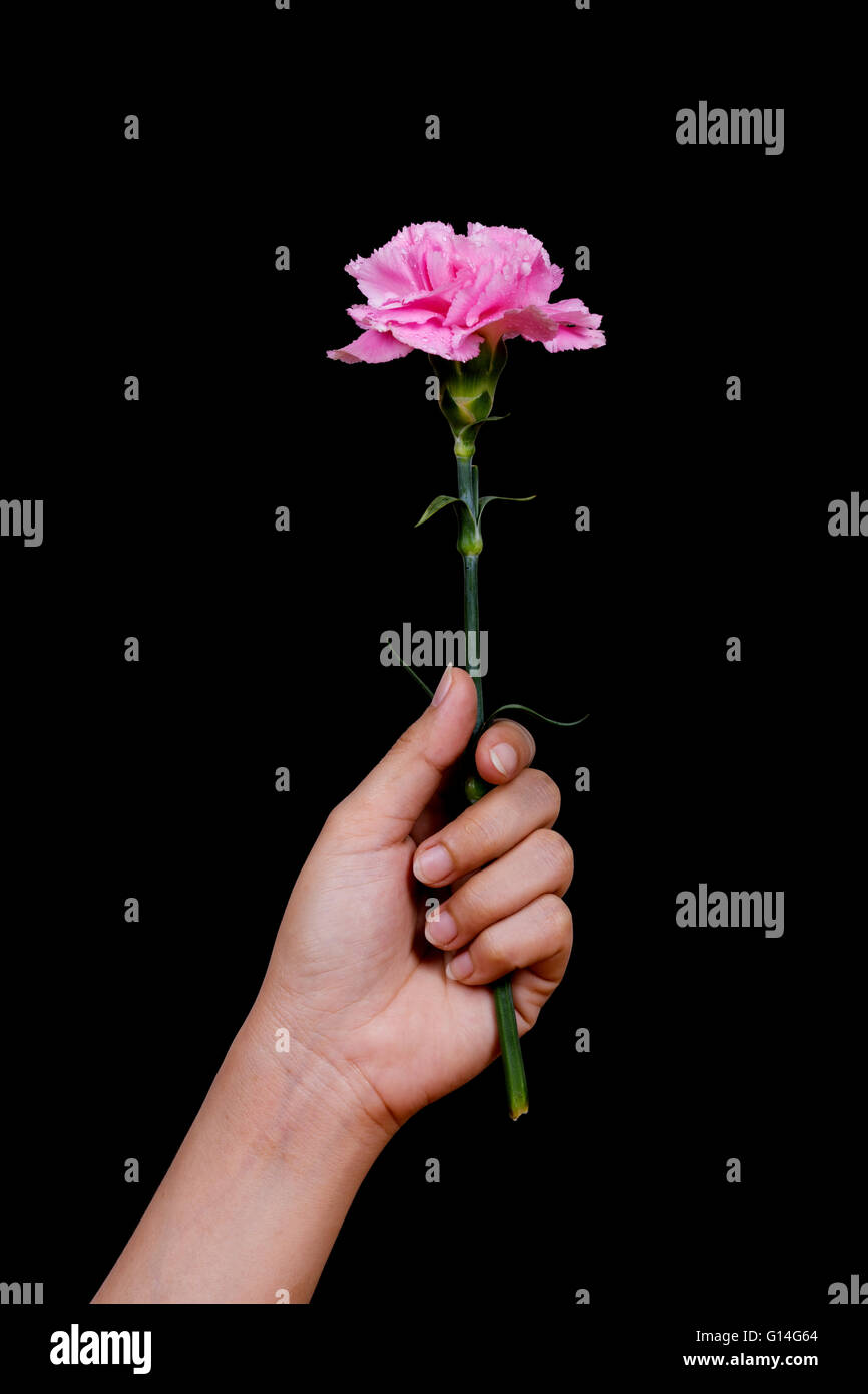 hand with pink Carnations flower with water drop on black background ...