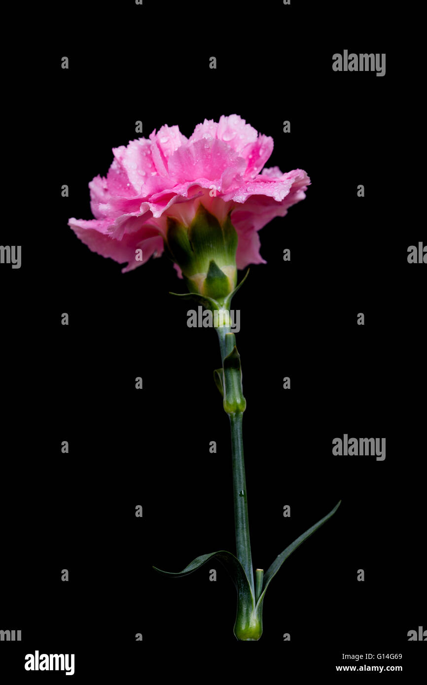 pink Carnations flower with water drop on black background Stock Photo ...
