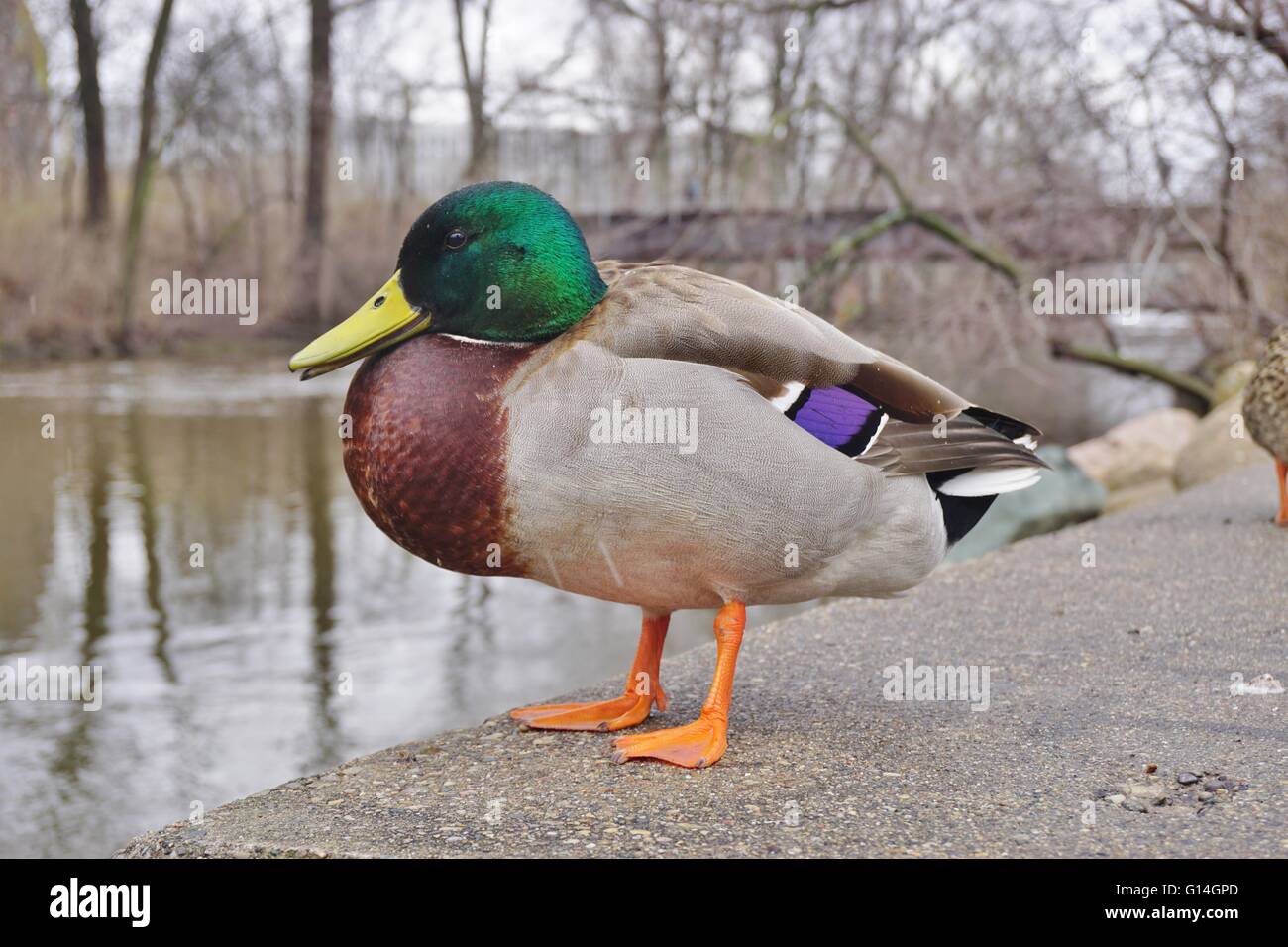 A male mallard duck with green head Stock Photo - Alamy